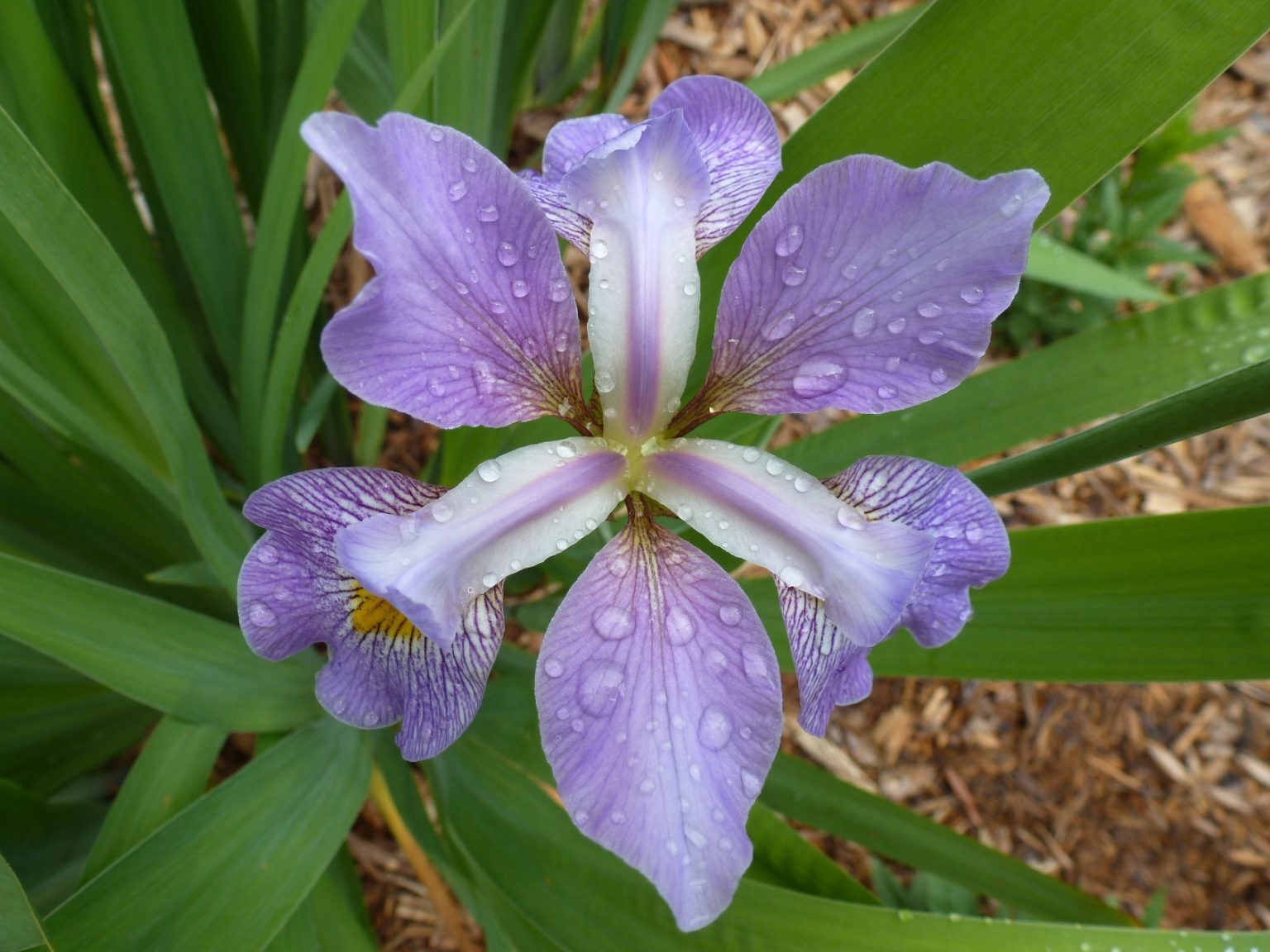 Bull tallow: Bane of Piedmont gardeners – UNC Charlotte Urban Institute