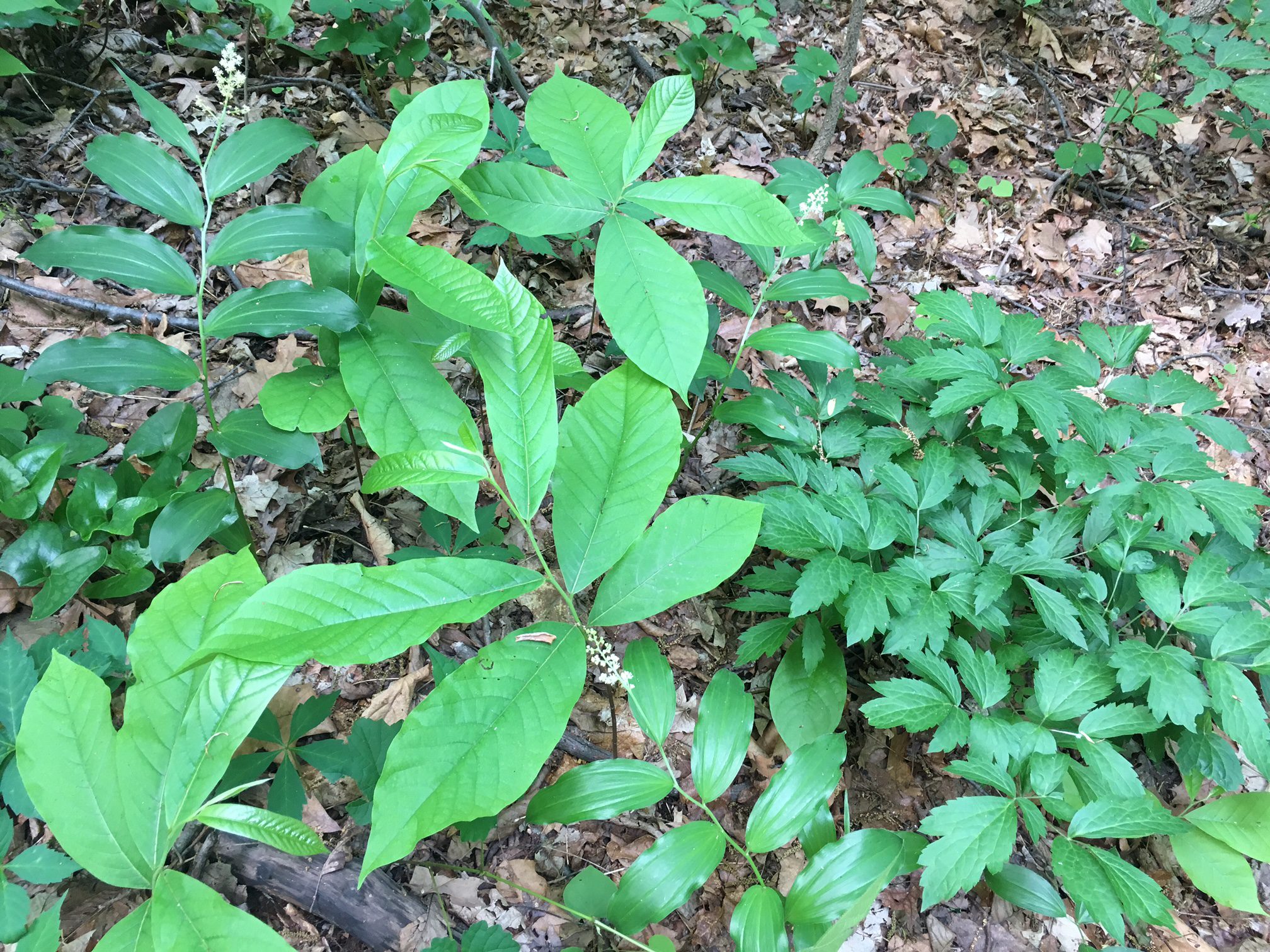 You can ‘release’ native plants from strangling invasives - Charlotte ...