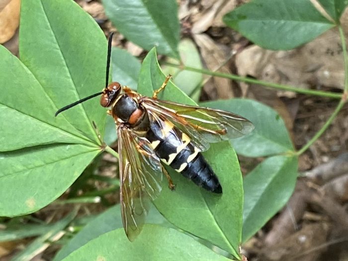They have a scary name, but ‘cicada killers’ are harmless helpers ...