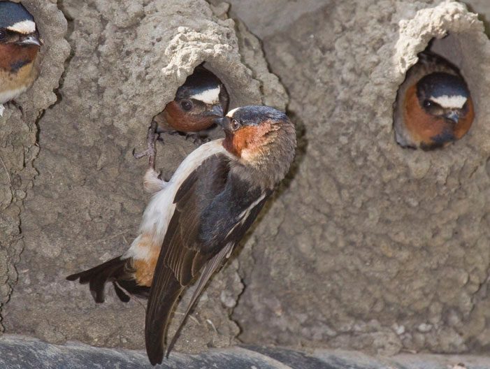 Swallows that deserve our notice - Charlotte Urban Institute
