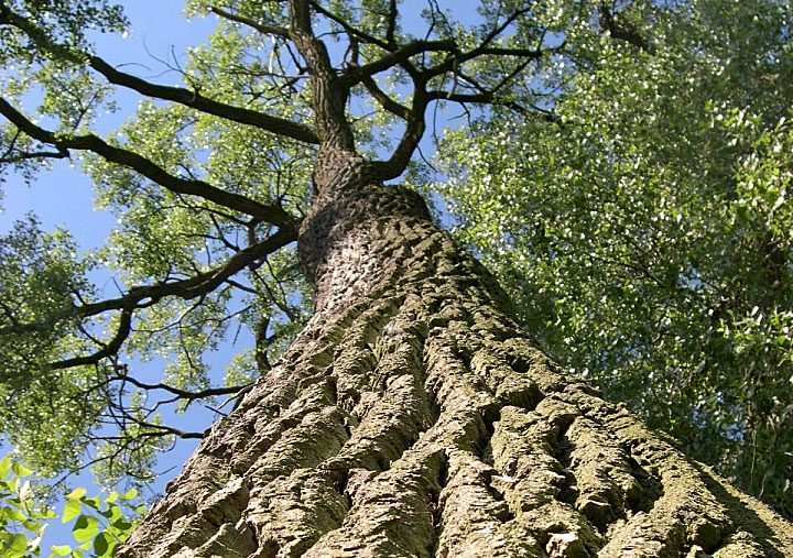 A native tree with distinctive bark - Charlotte Urban Institute