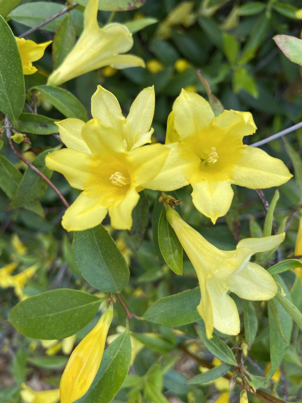 Social distancing in nature - Charlotte Urban Institute