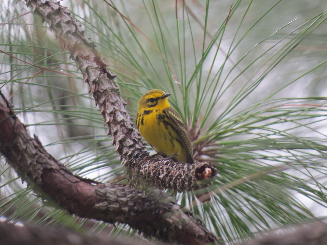 Celebrating the diversity of birds in the Uwharries - Charlotte Urban ...