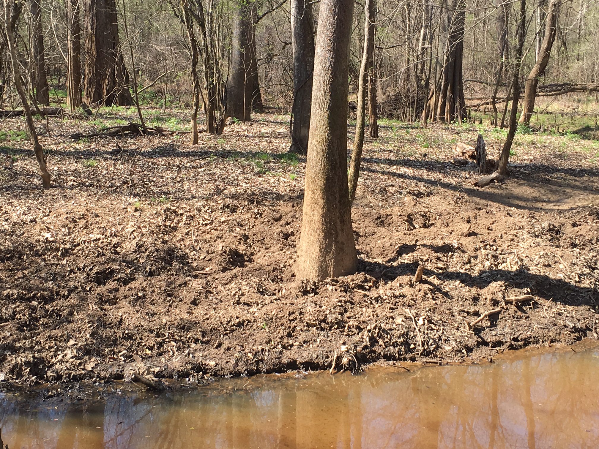 Congaree: A mysterious forest of champions - Charlotte Urban Institute