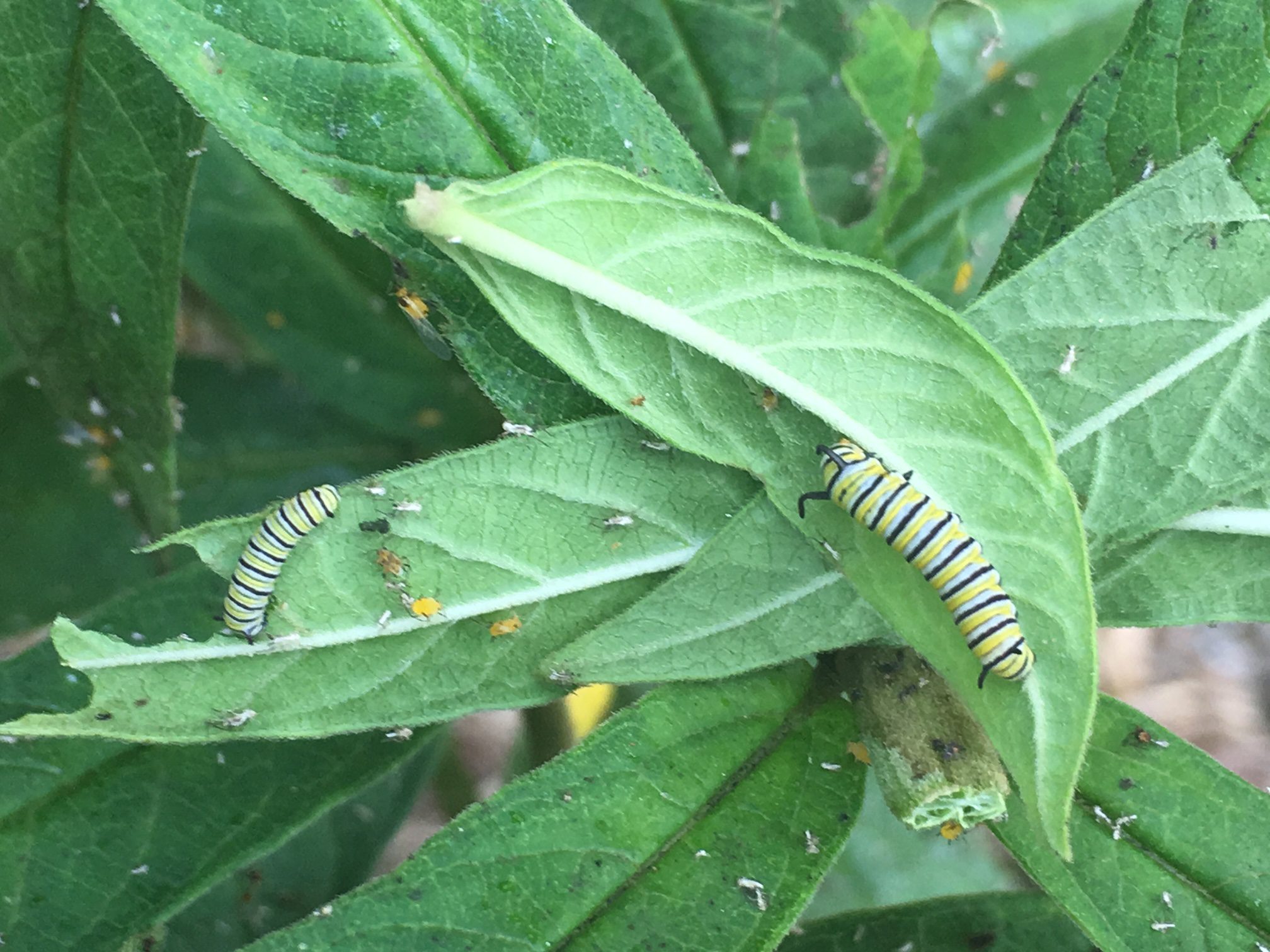 The mystery of the missing garden cats - Charlotte Urban Institute