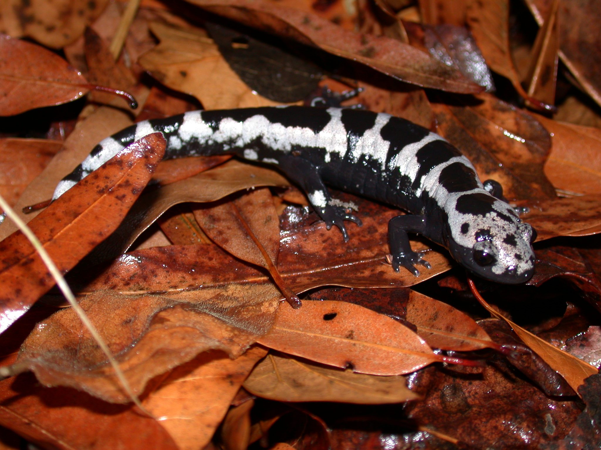 Marbled Salamanders - Charlotte Urban Institute