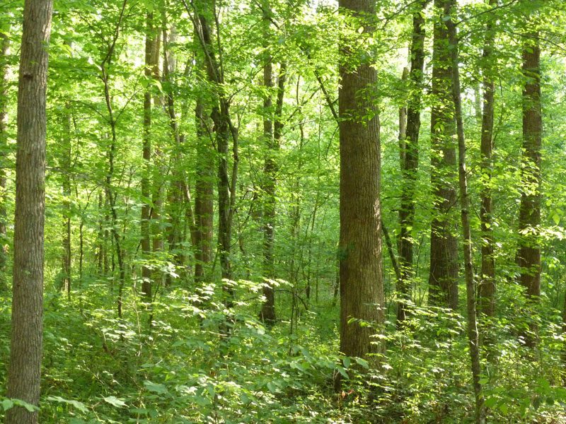 The forest unseen - Charlotte Urban Institute