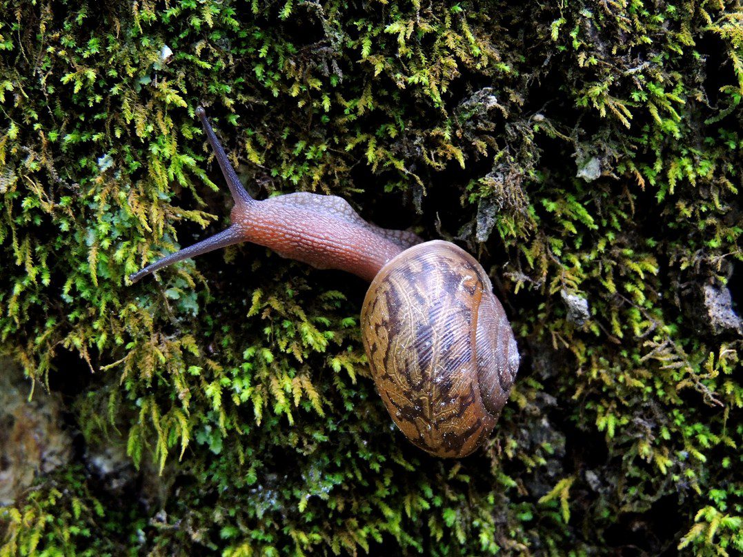 What you didn’t know about slugs and snails - Charlotte Urban Institute