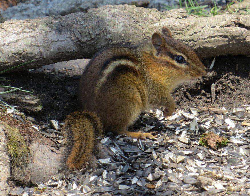 From woods to city parks and yards, here’s one little animal that gets ...