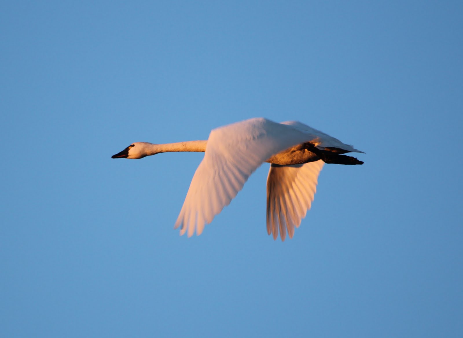 The addictive allure of bird-watching - Charlotte Urban Institute
