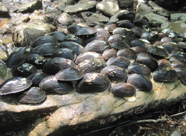 Freshwater mussels: tiny hitchhikers - Charlotte Urban Institute