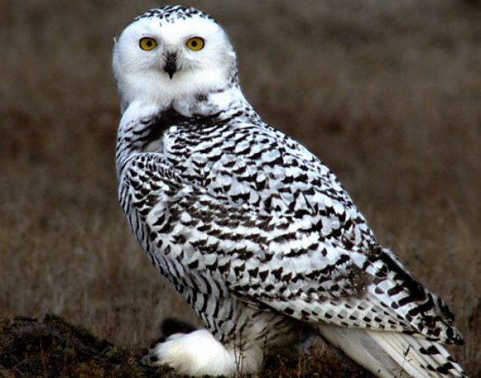 Snowy owl invasion - Charlotte Urban Institute