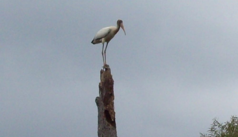 A native stork – heading north? - Charlotte Urban Institute