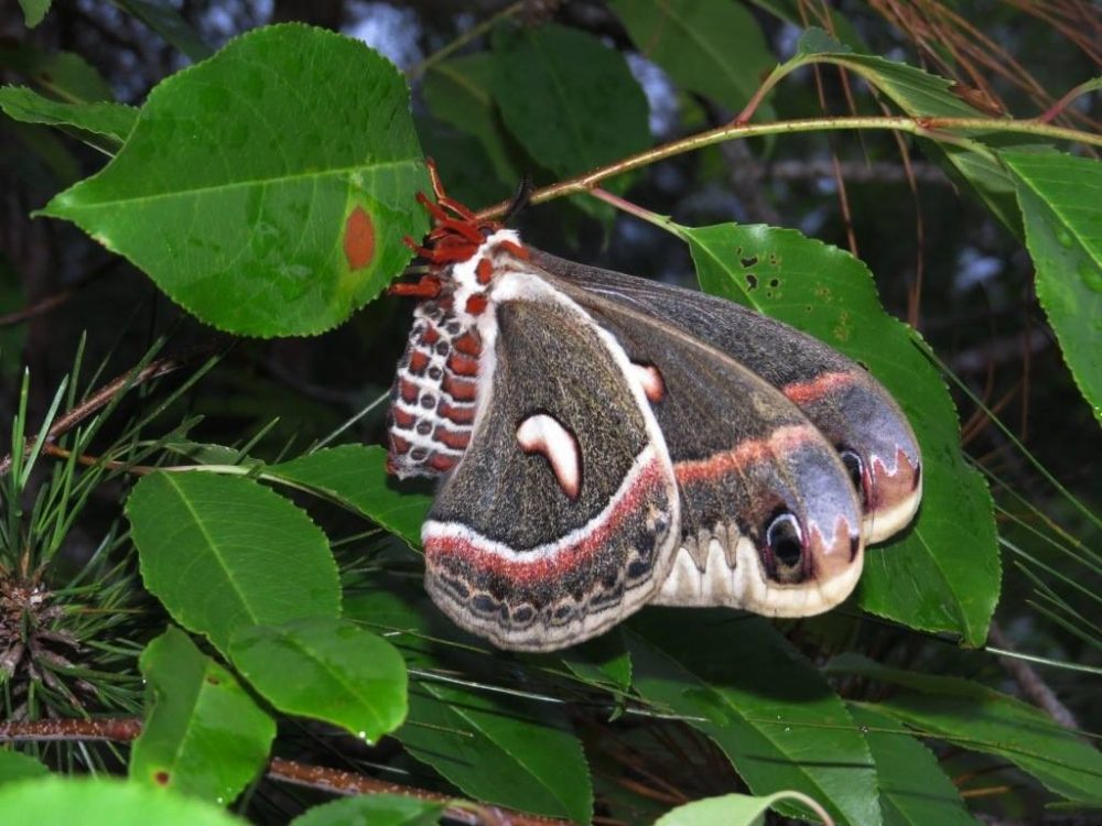 North America’s largest moth - Charlotte Urban Institute