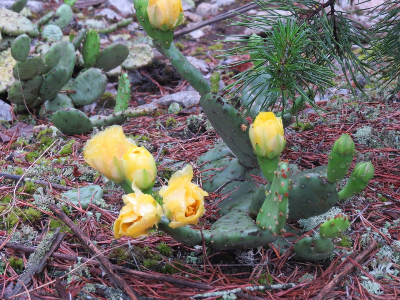 Taken for ‘granite’: The flowers of flatrock habitat - Charlotte Urban ...