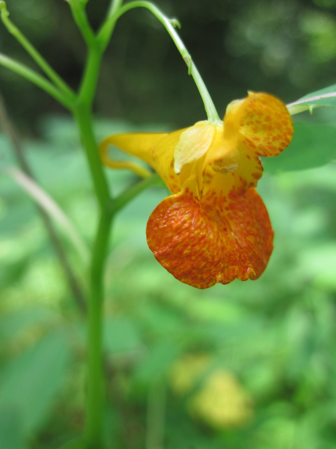 Jewelweed, the wildflower with exploding seed pods - Charlotte Urban ...
