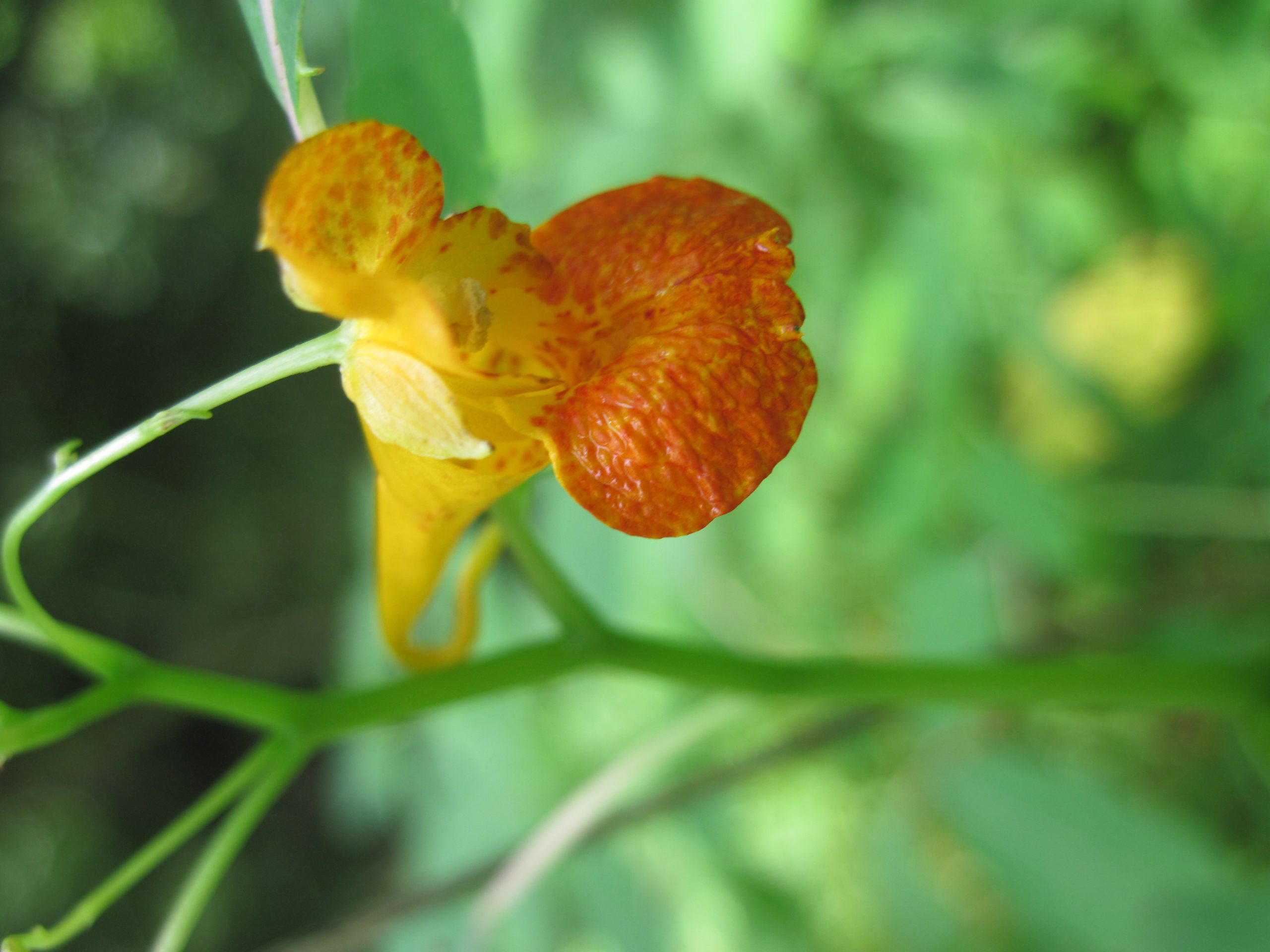 Jewelweed, the wildflower with exploding seed pods - Charlotte Urban ...