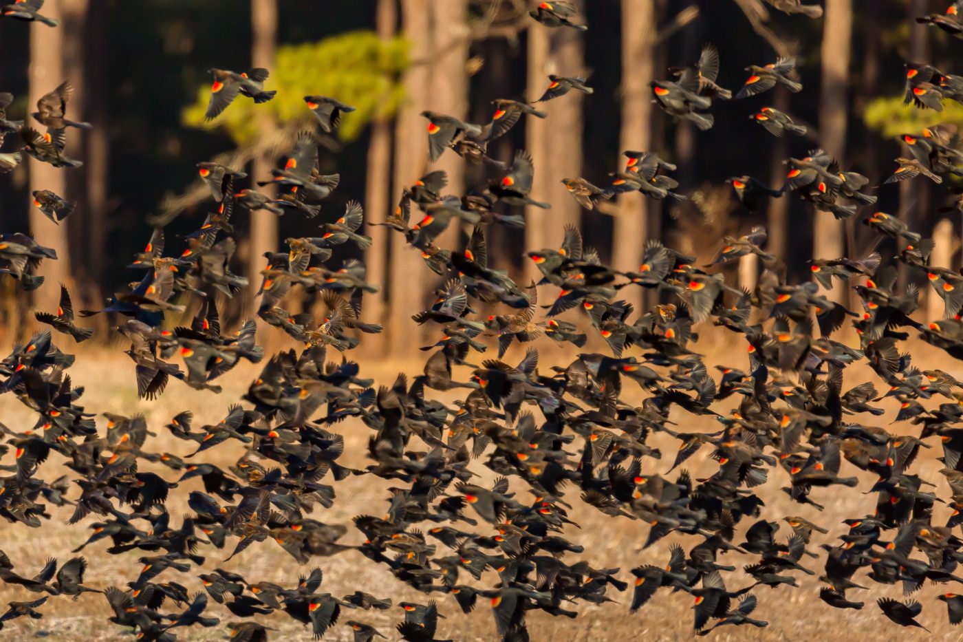 What can flocking blackbirds in the winter teach us? - Charlotte Urban ...