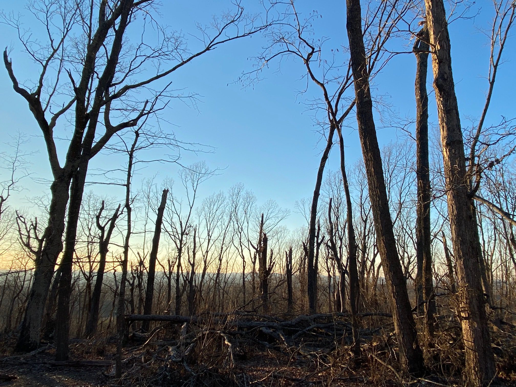 Dead trees can help make a healthy forest - Charlotte Urban Institute