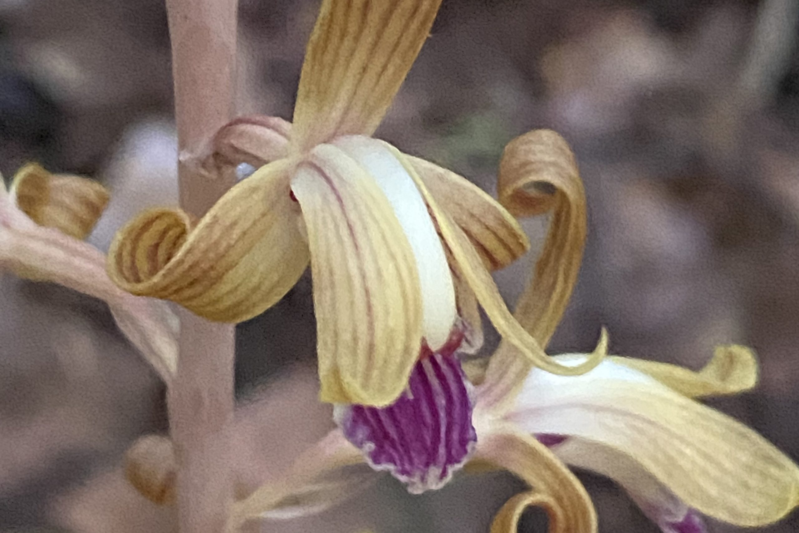Searching for the crested coralroot - Charlotte Urban Institute
