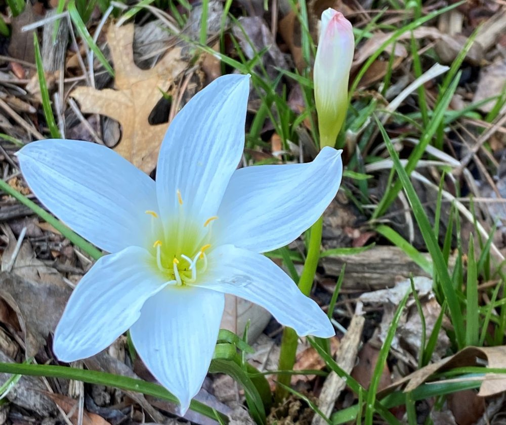Color and peace with spring wildflowers and migrants - Charlotte Urban ...