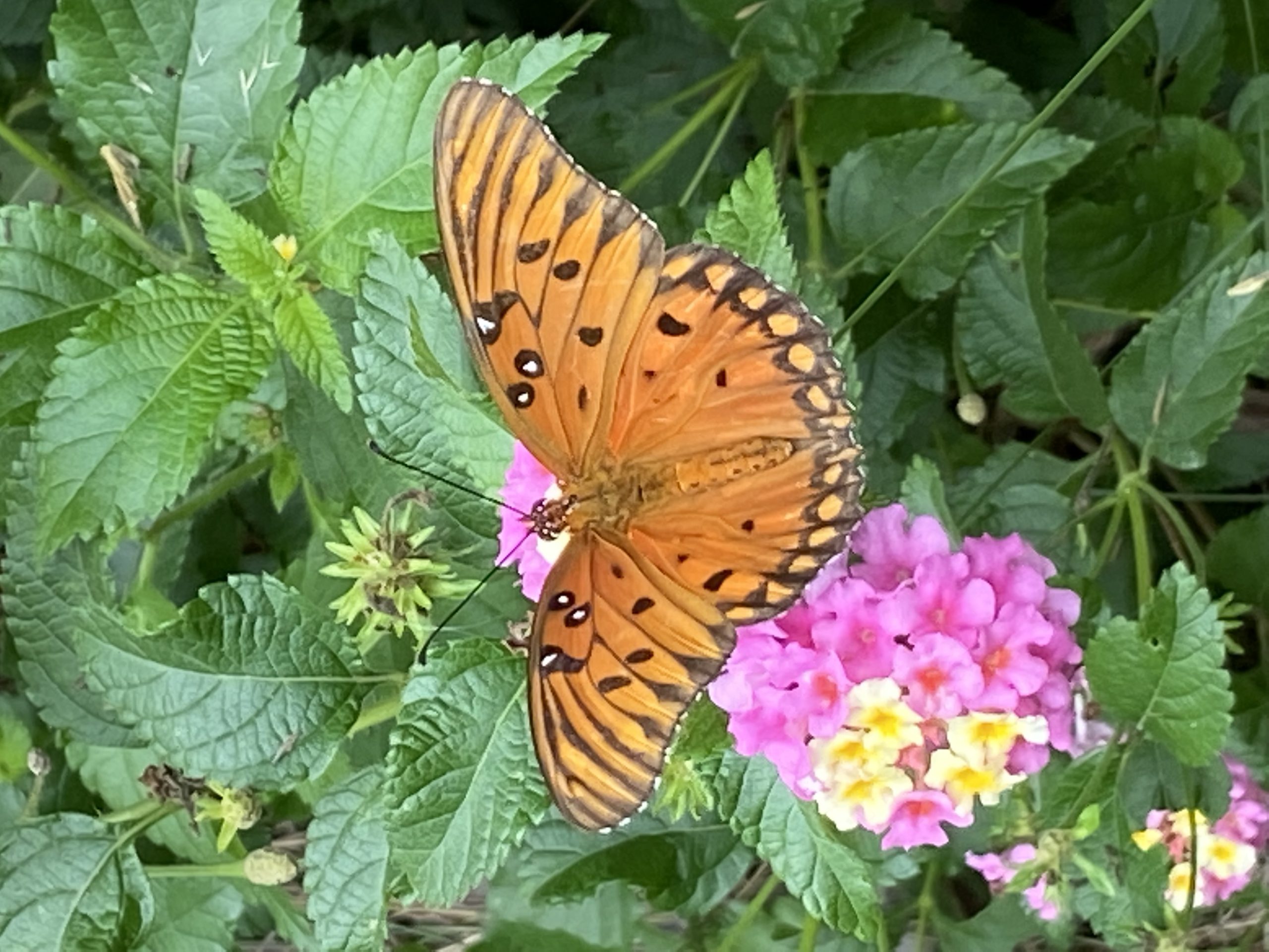 A bad year for butterflies - Charlotte Urban Institute