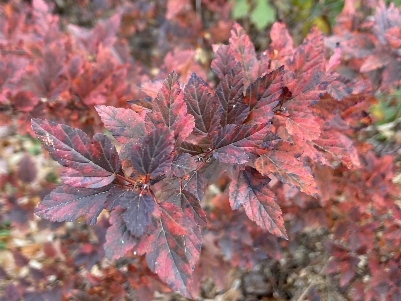 Rediscovering an overlooked native plant: Ninebarks - Charlotte Urban ...