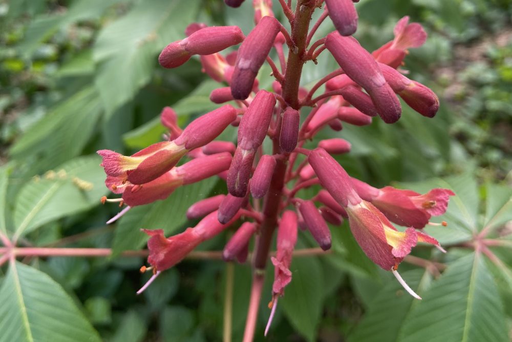 Finding luck in a buckeye - Charlotte Urban Institute