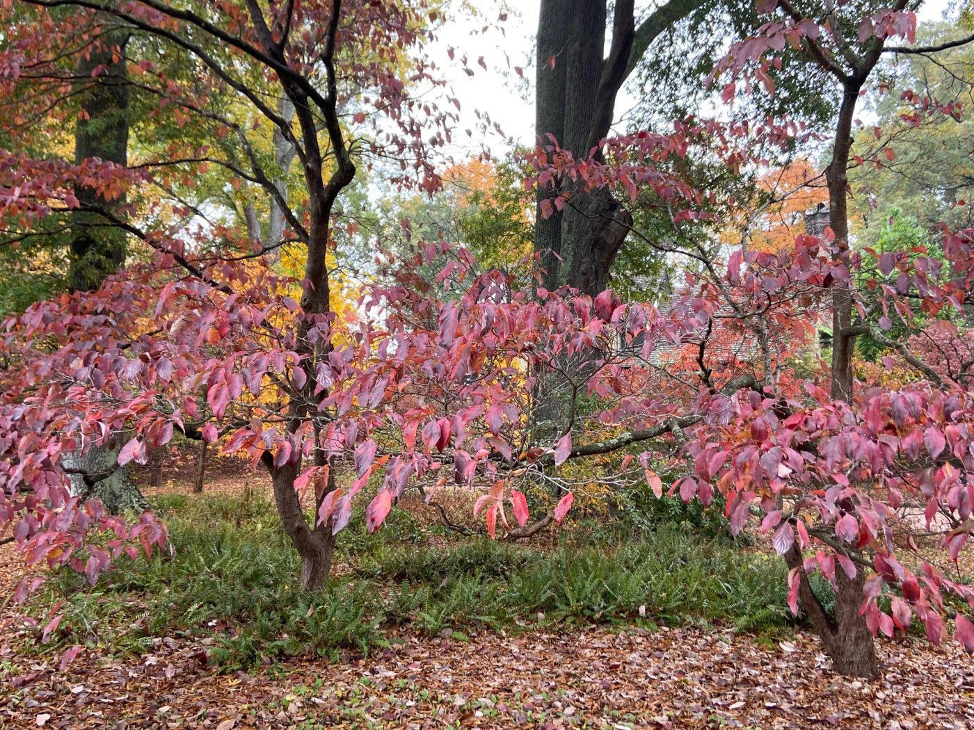 Soft Landings - Charlotte Urban Institute