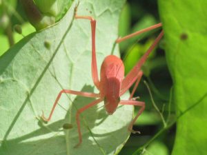 A unique, pink insect - Charlotte Urban Institute